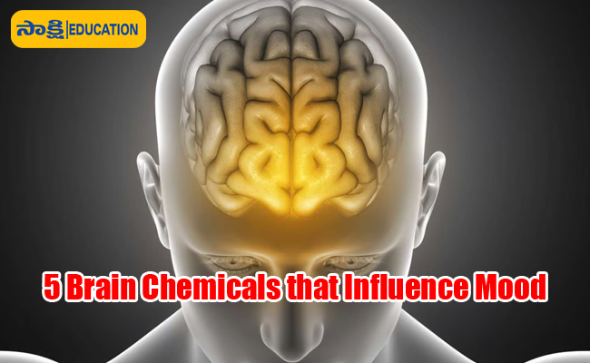 5 Brain Chemicals that Influence Mood